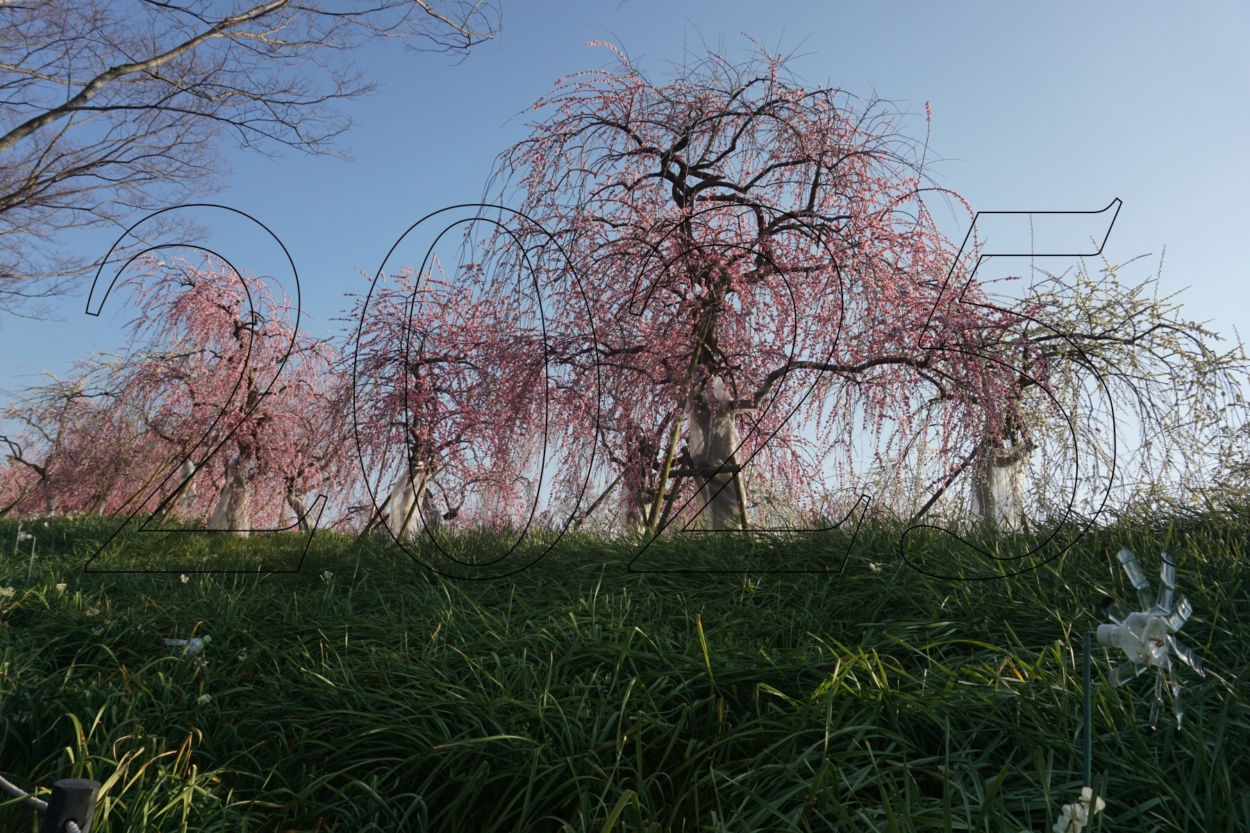 梅の写真: 野鳥と自転車など、気が向くまま